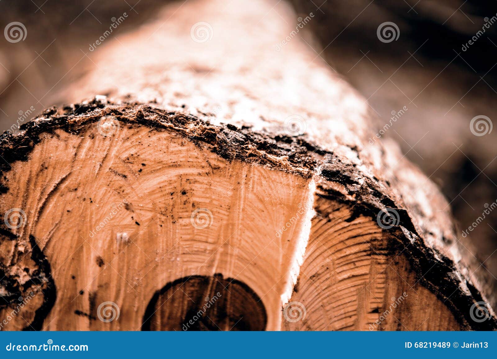 Birch logs isolated stock image. Image of shape, texture - 68219489