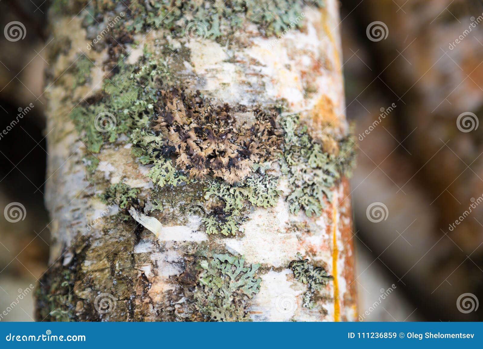 Birch Logs, Prepared for Firewood Stock Image - Image of rural, nature ...