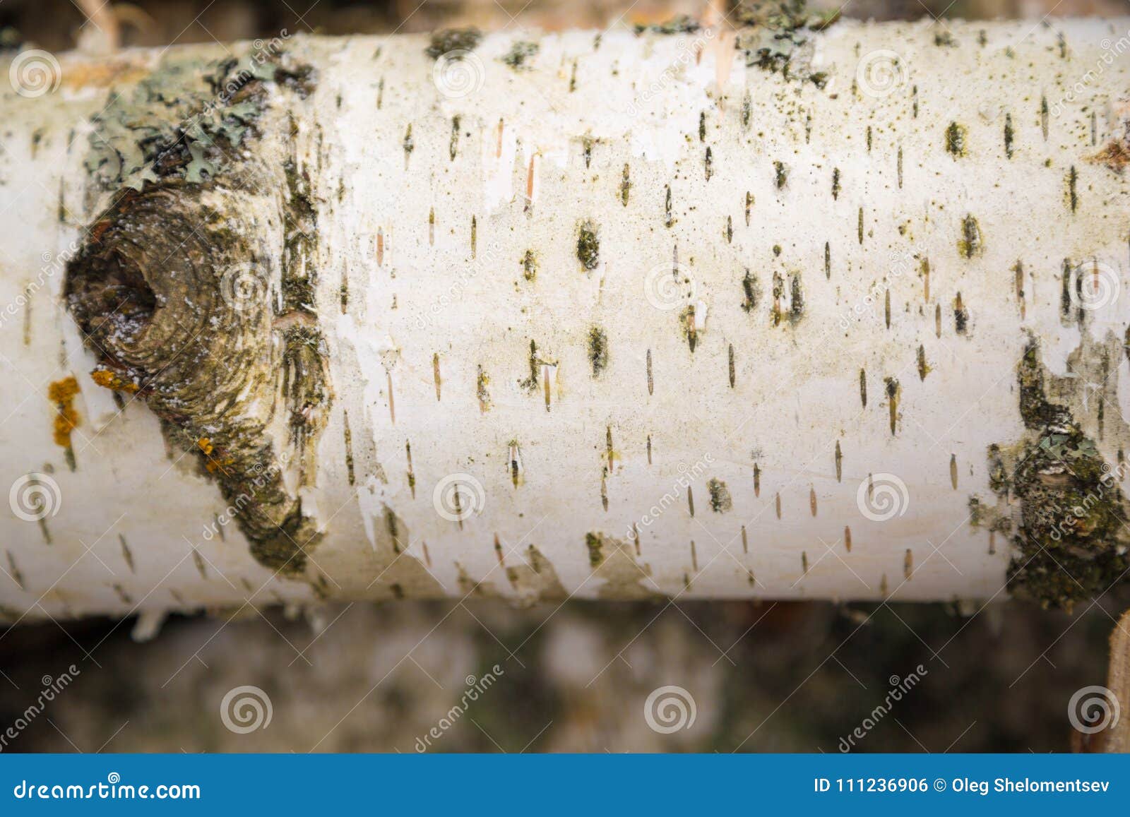 Birch Logs, Prepared for Firewood Stock Photo - Image of forest, rural ...