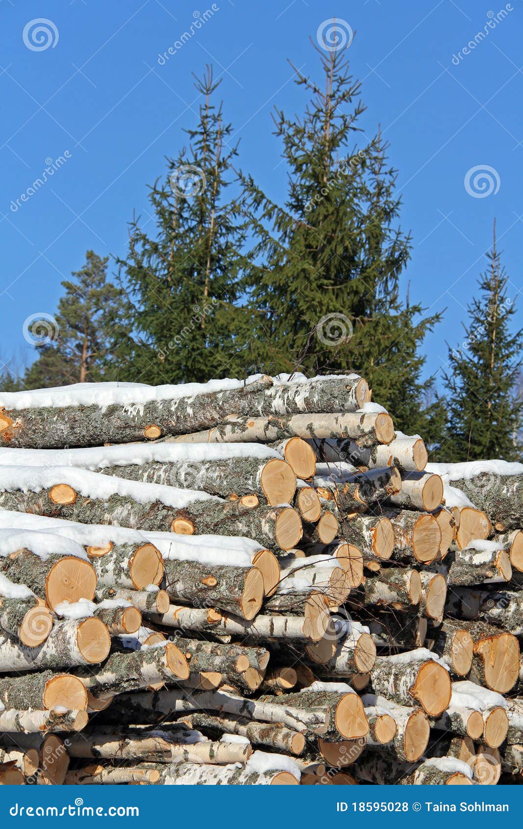 Birch Logs and Spruce Trees Stock Photo - Image of lumber, background ...