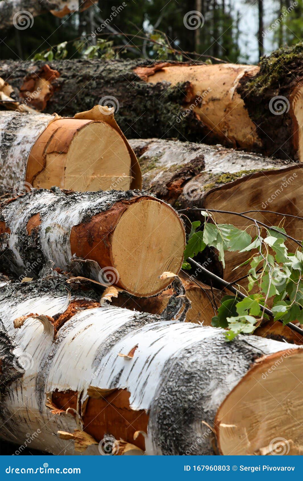 Birch Logs Vertical Design Stack of Raw Fresh Trunk End Sunny Day ...