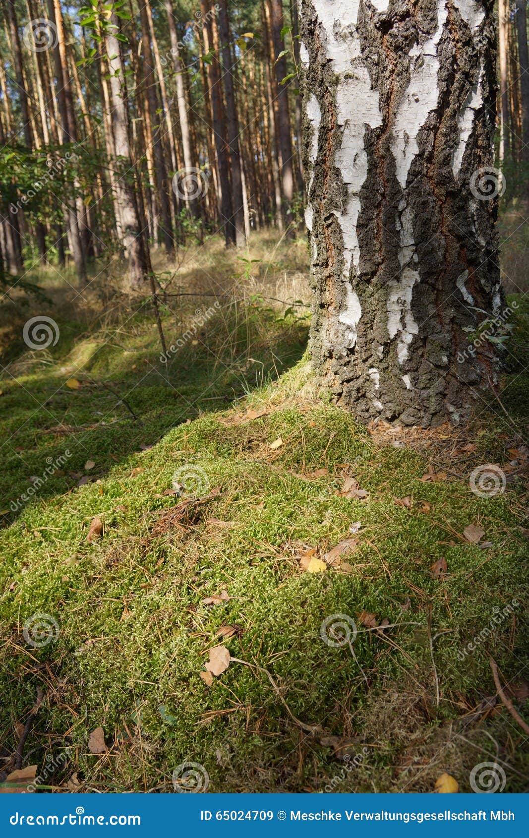 Birch with Moss stock image. Image of needle, stem, raise - 65024709