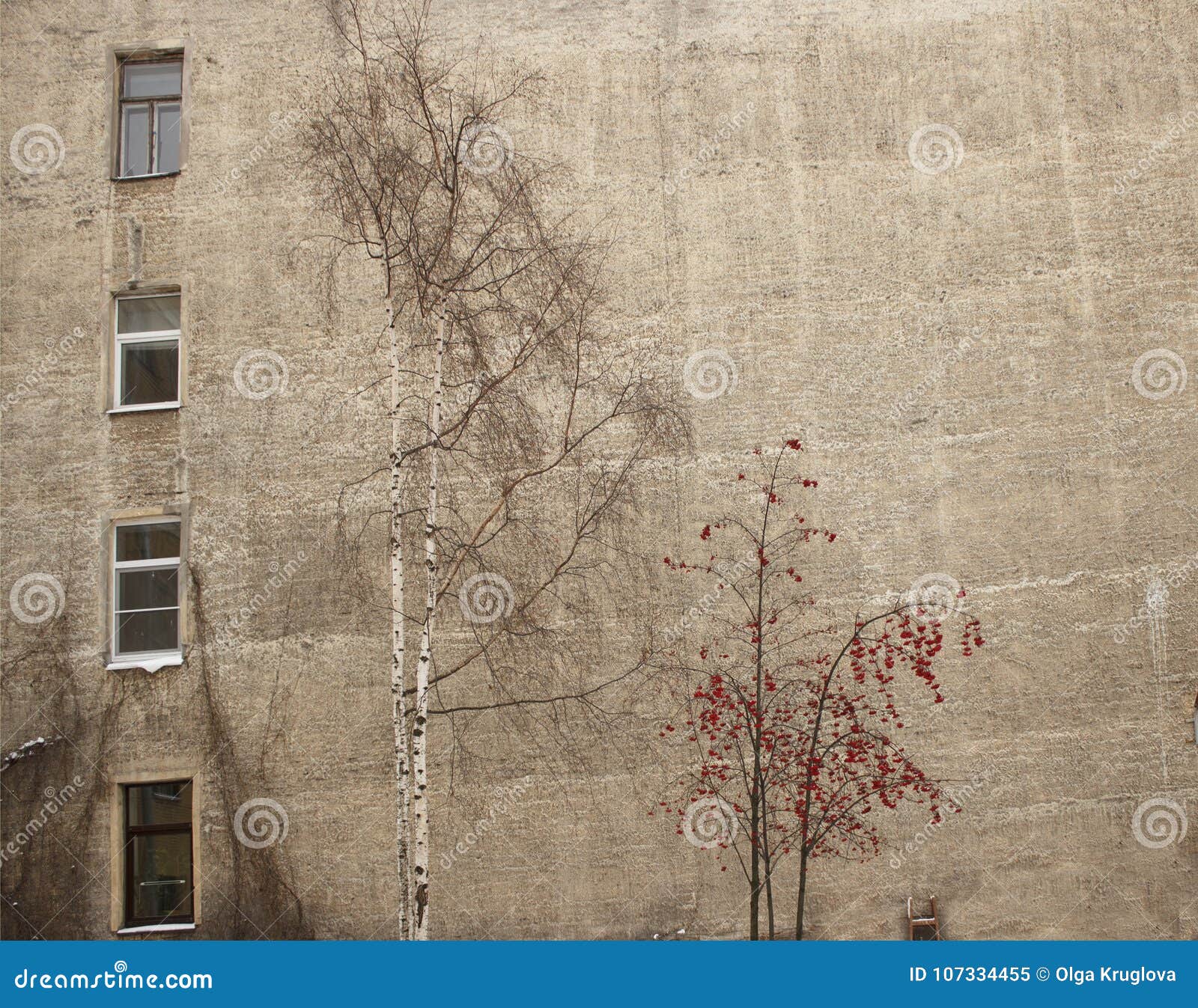 Birch and Mountain Ash on the Background Stock Image - Image of ...
