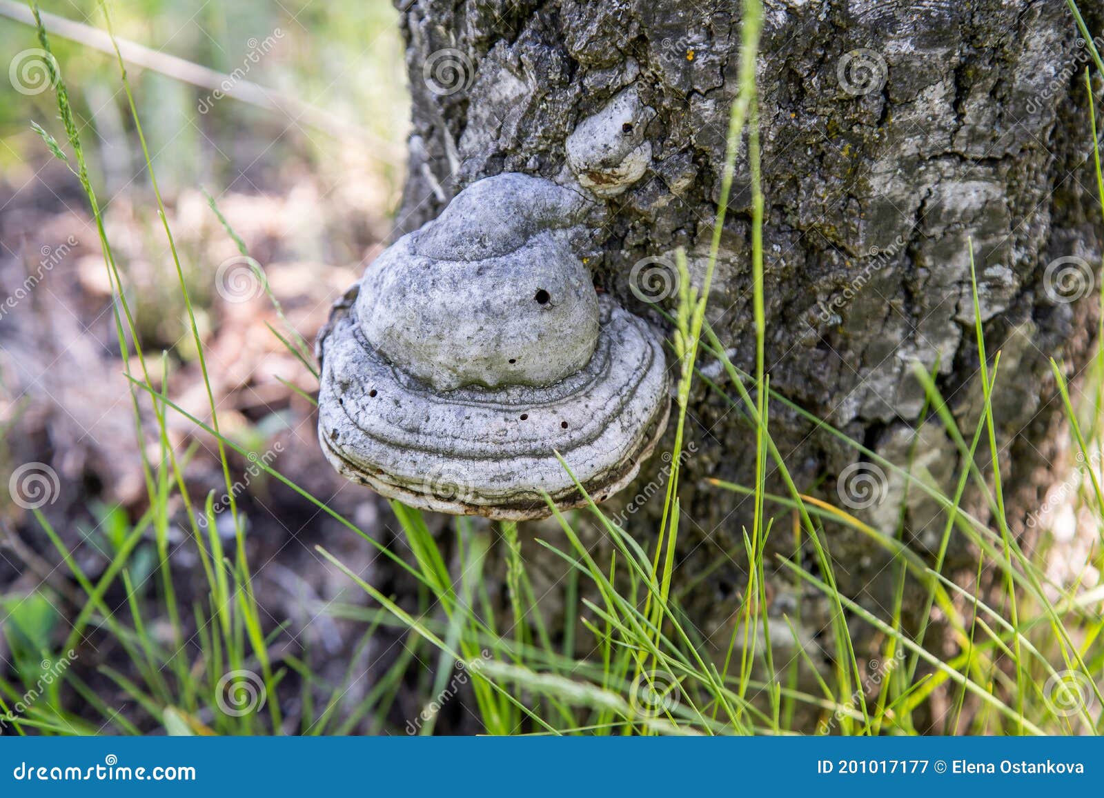 Birch mushroom chaga stock image. Image of medicinal - 201017177