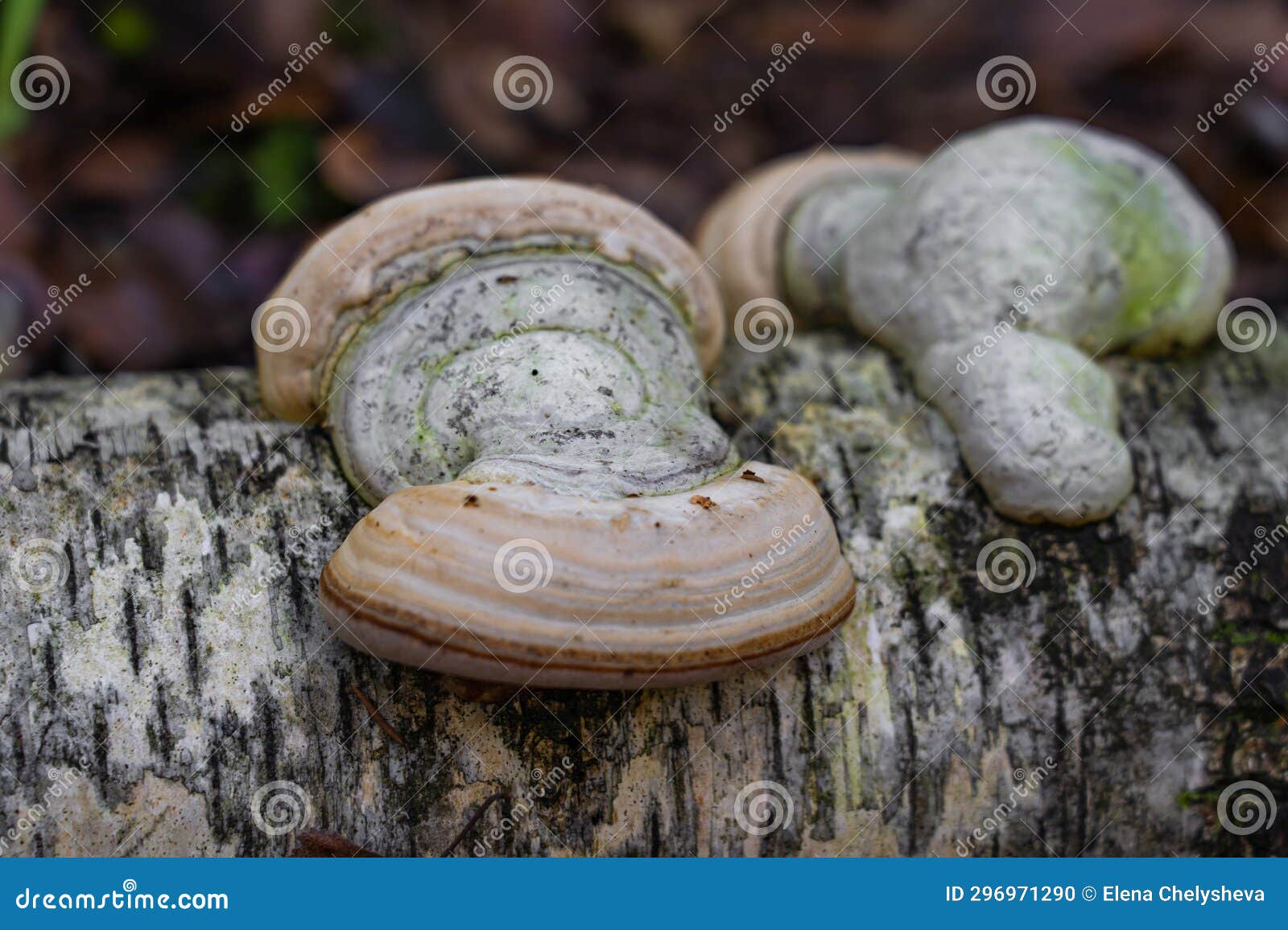 Birch Mushroom, Chaga, Growth on a Tree Trunk Stock Photo - Image of ...