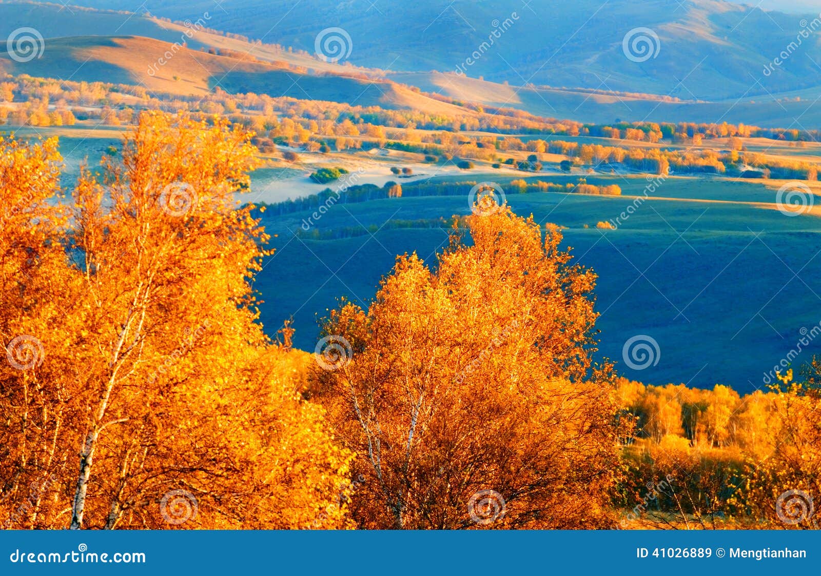 The birch stock image. Image of branches, like, forest - 41026889