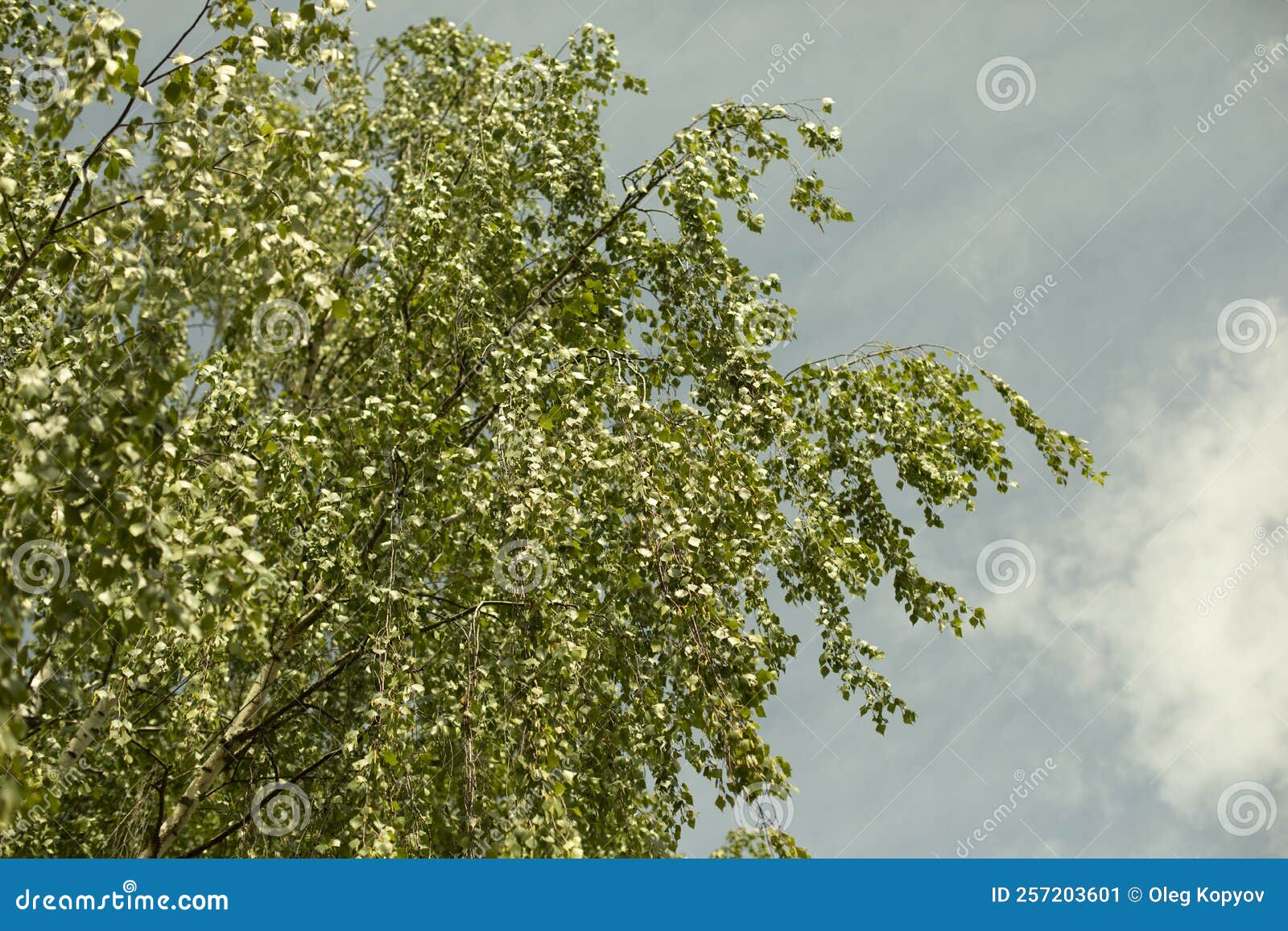 Birch in Park. Green Birch Leaves in Summer Stock Image - Image of ...