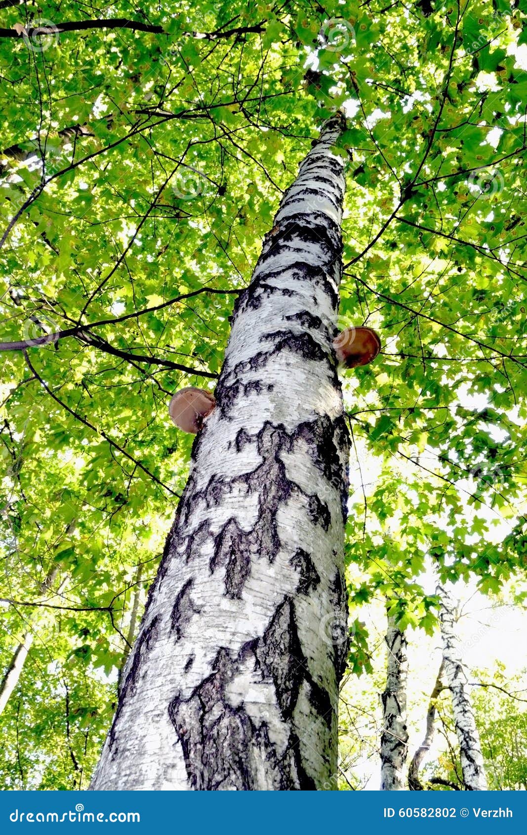 Birch stock photo. Image of foliage, environment, lush - 60582802