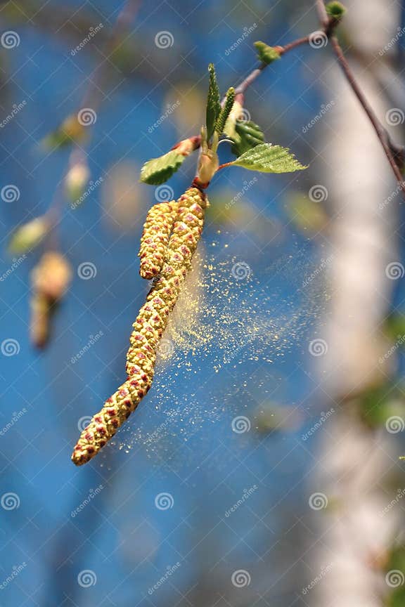 Birch Pollen stock image. Image of betula, springtime - 22946247