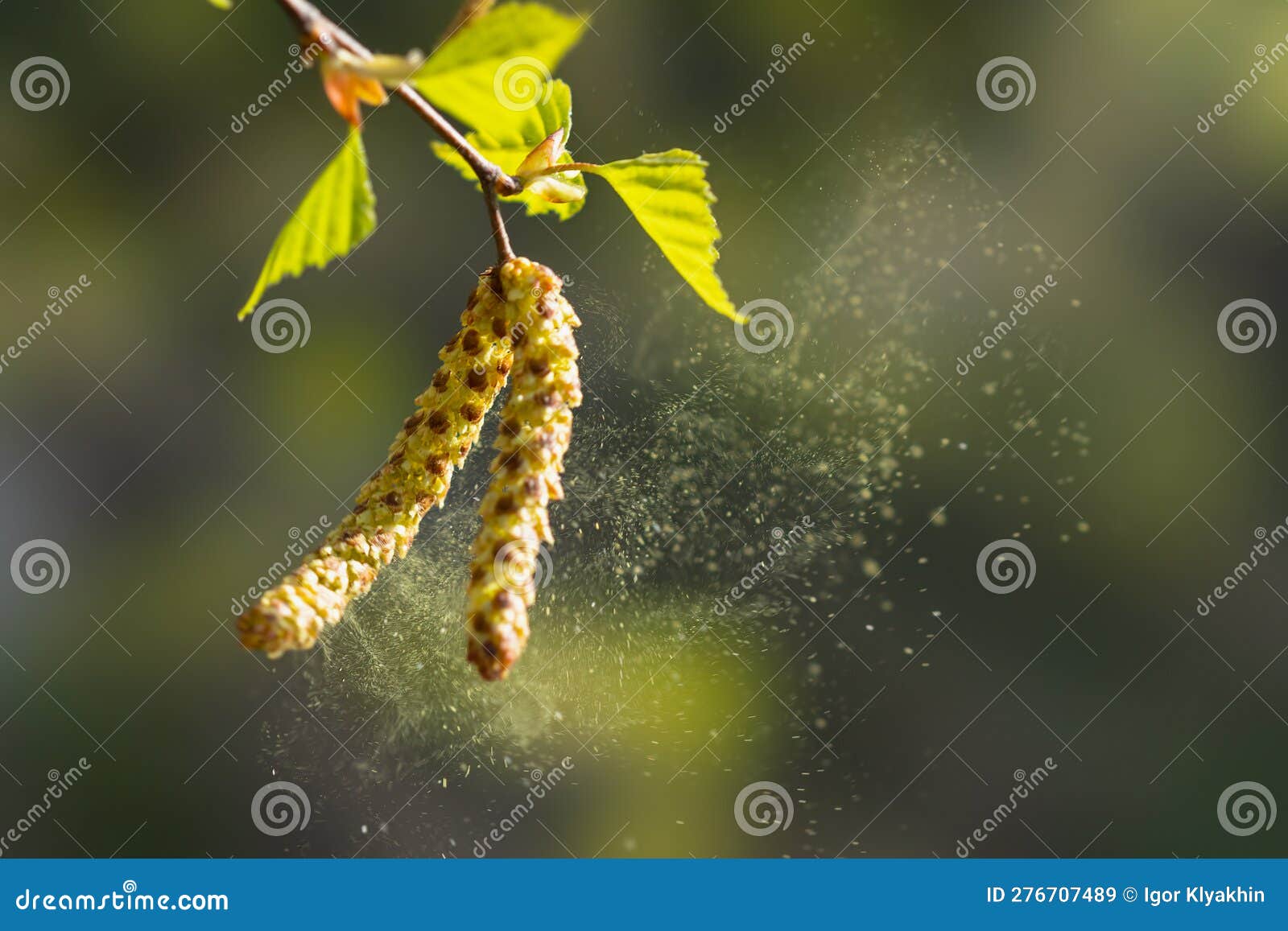 Birch Pollen, Blown Up by the Wind, is a Strong Allergen Stock Image ...
