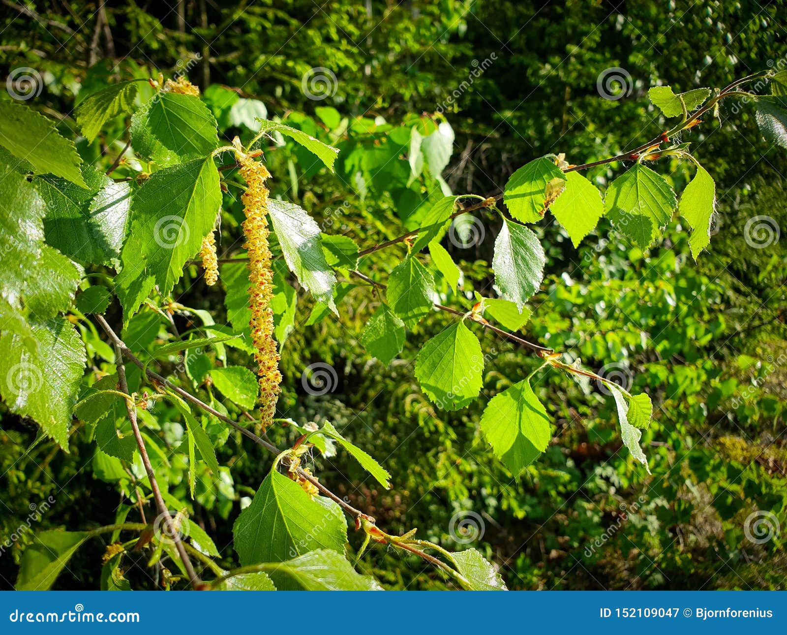 Birch pollen in springtime stock image. Image of plant - 152109047