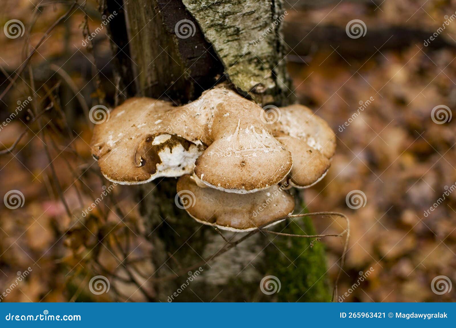 Birch Polypore - Piptoporus Betulinus on Birch Tree. Stock Image ...