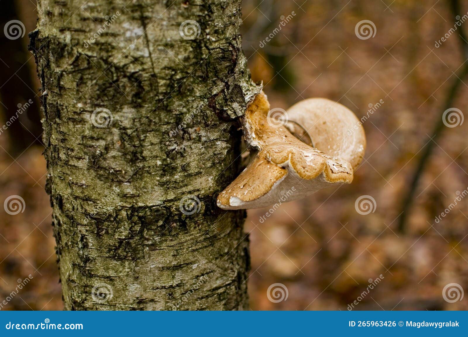 Birch Polypore - Piptoporus Betulinus on Birch Tree. Stock Photo ...