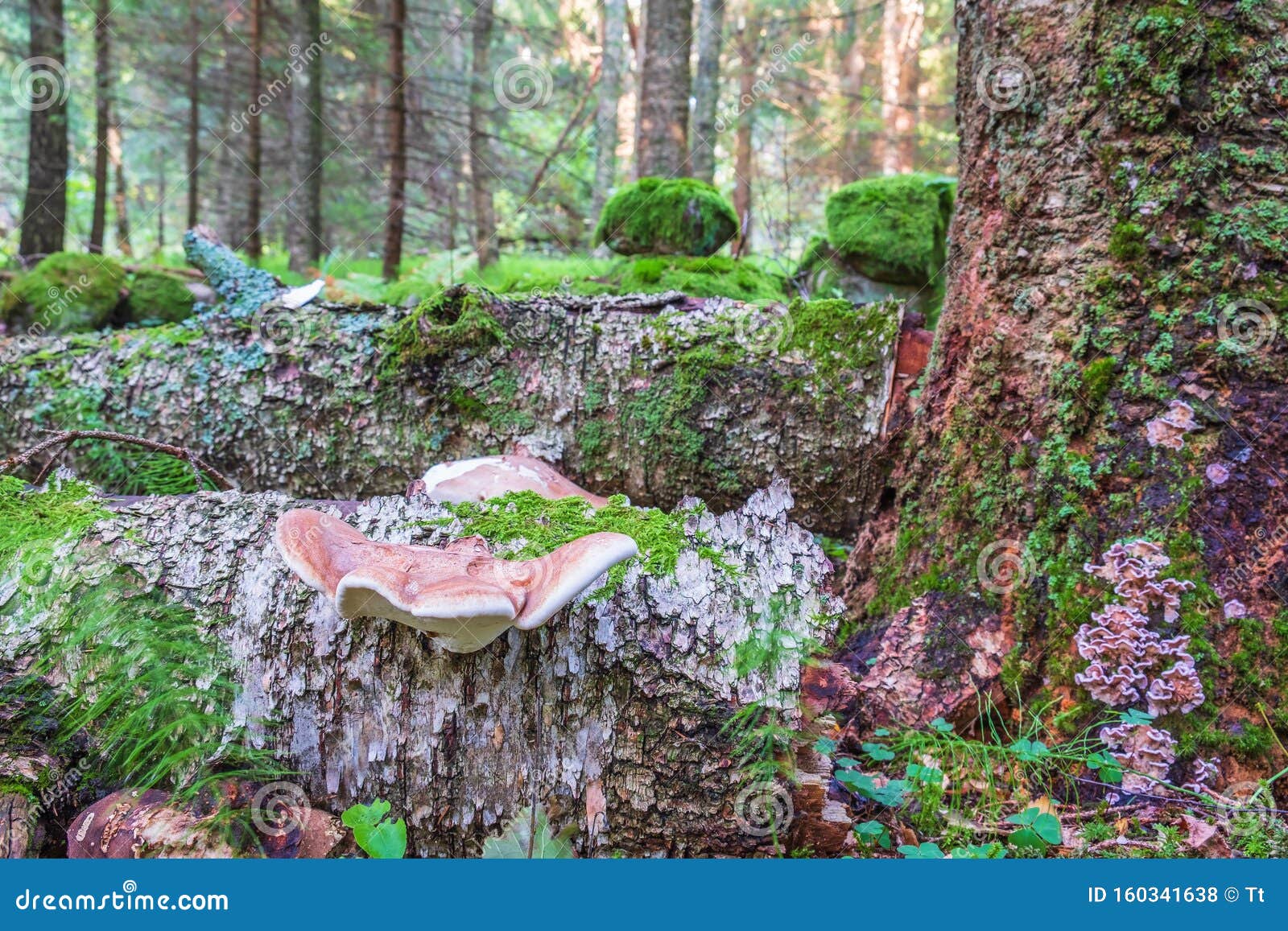 Birch Polypore on a Tree Log in a Forest Stock Photo - Image of bracket ...
