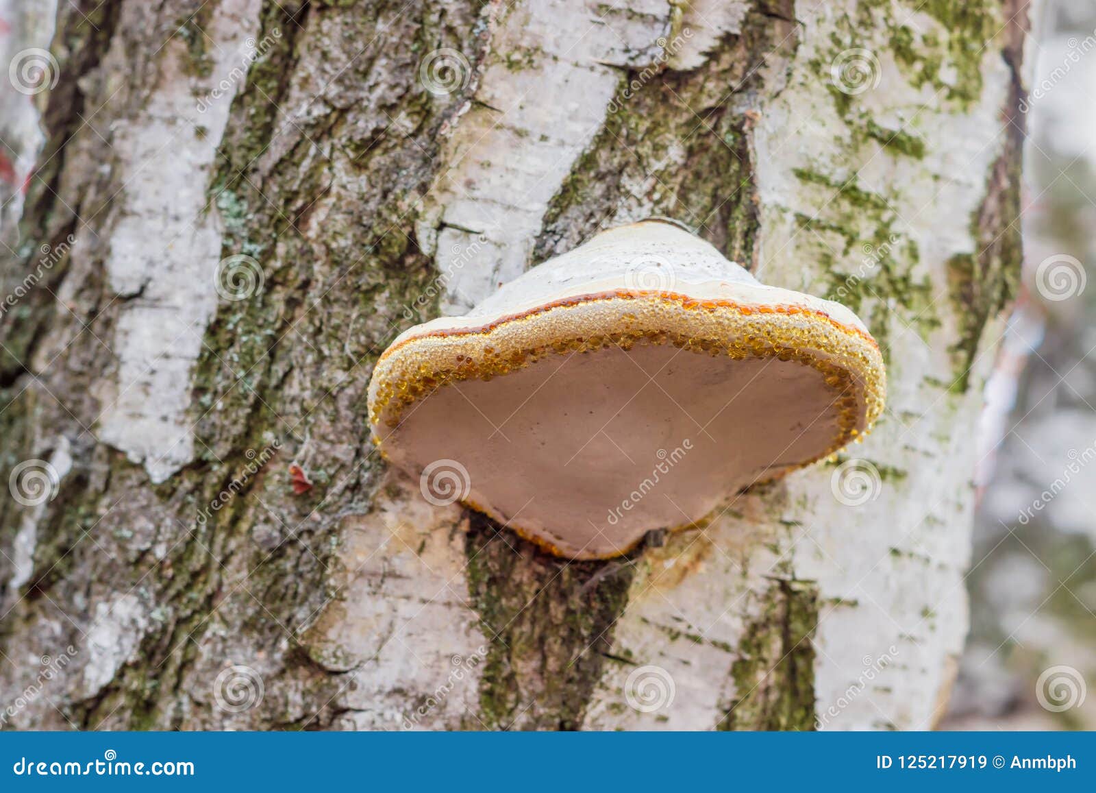 Birch Polypore on a Birch Tree Close-up Stock Image - Image of bark ...