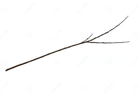 Birch for punishment stock photo. Image of birch, white - 12634048