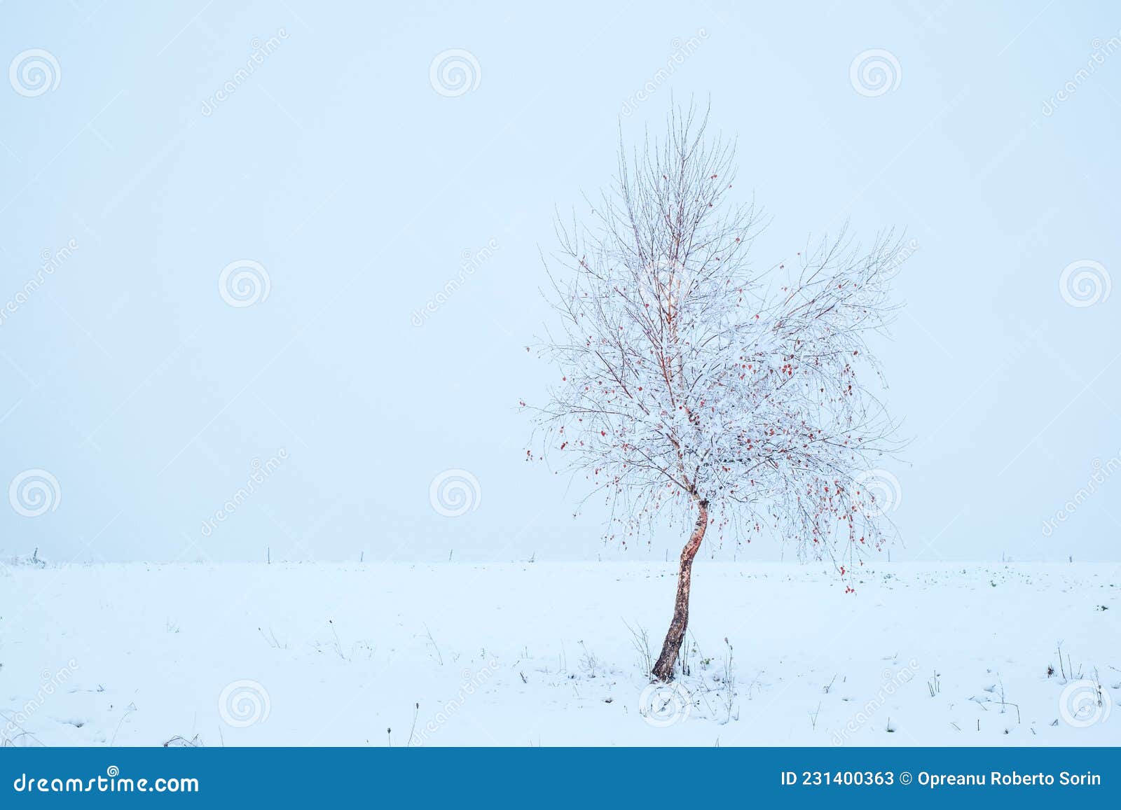Birch with Red Leaves in the Snow Stock Image - Image of december ...