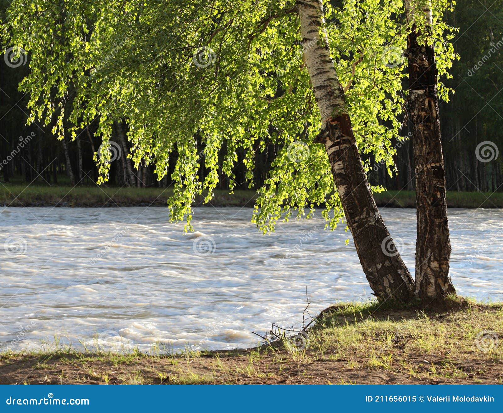 Birch by the river, spring stock image. Image of nature - 211656015