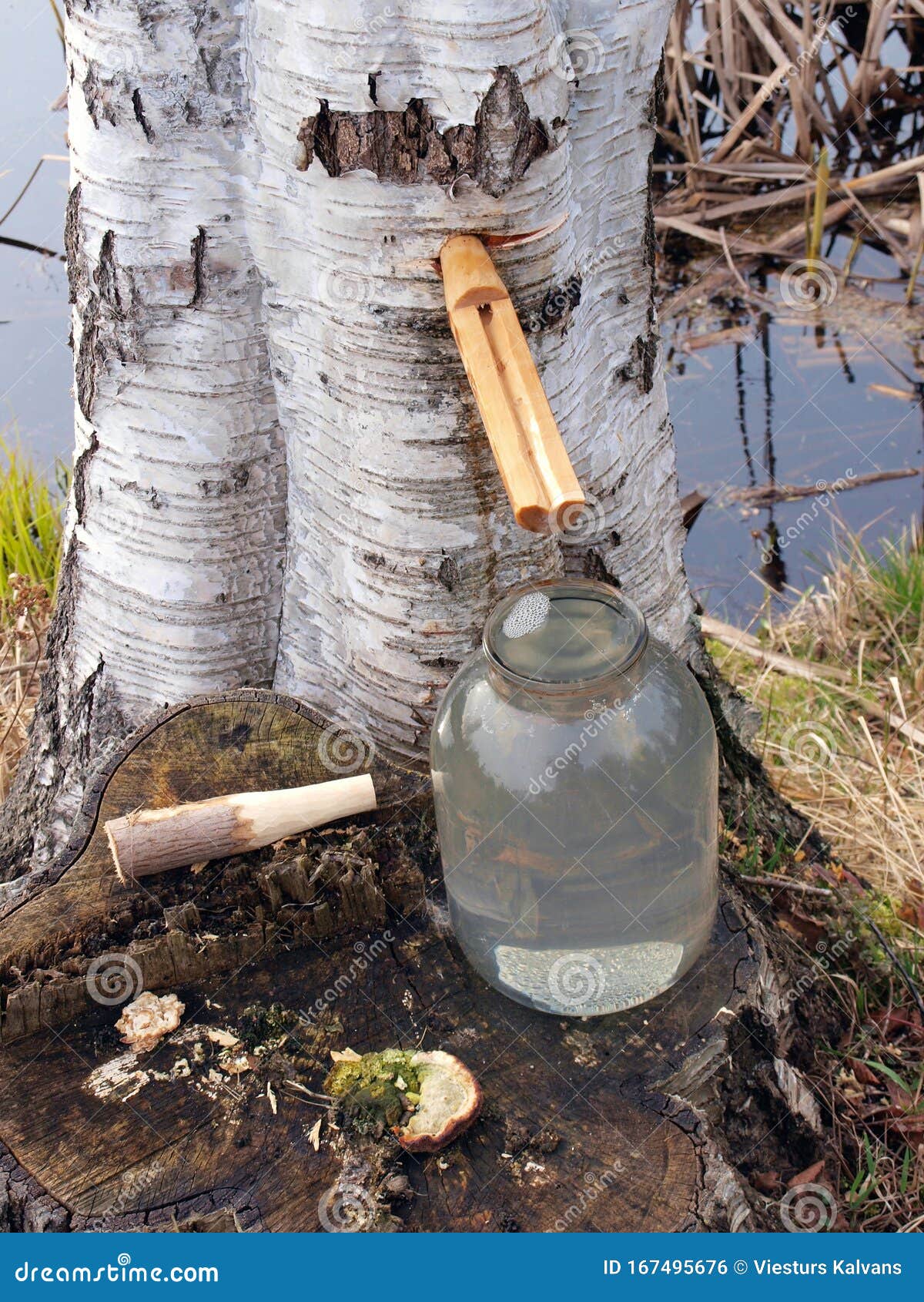 Birch sap 2 stock photo. Image of ecology, pipe, juice - 167495676
