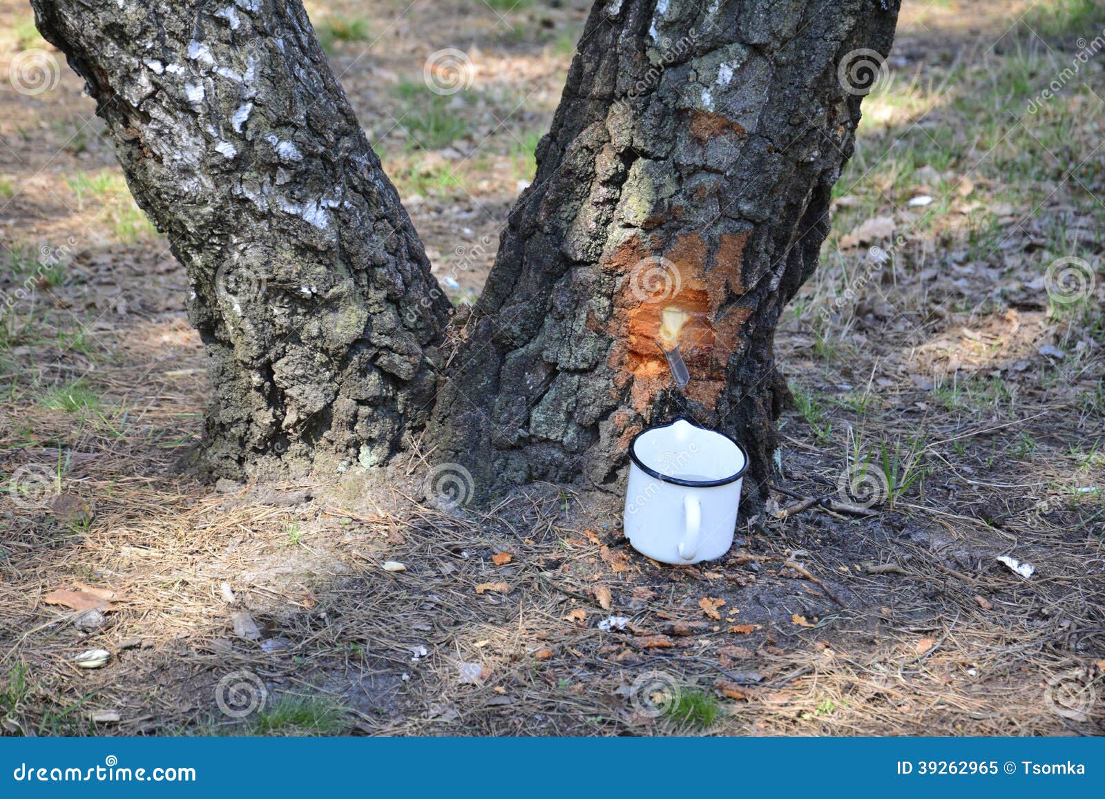 Birch sap. stock image. Image of outdoors, craft, harvesting - 39262965