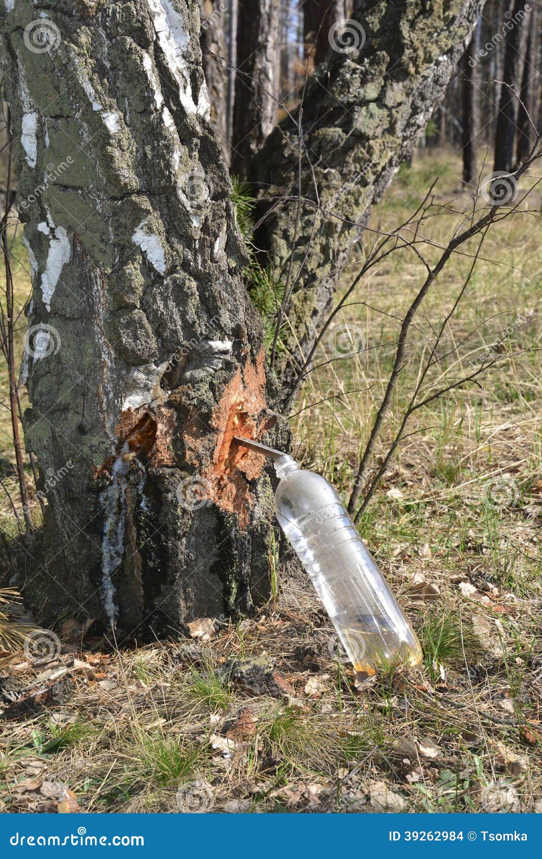 Birch sap. stock photo. Image of filling, macro, gray - 39262984