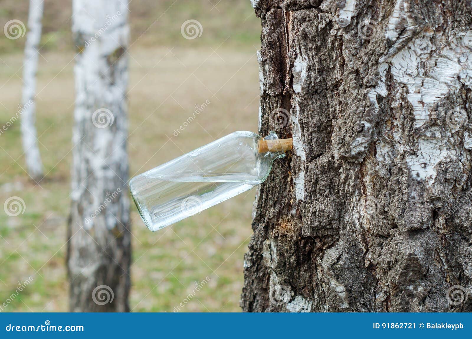 Birch sap stock image. Image of juice, birch, craft, collection - 91862721