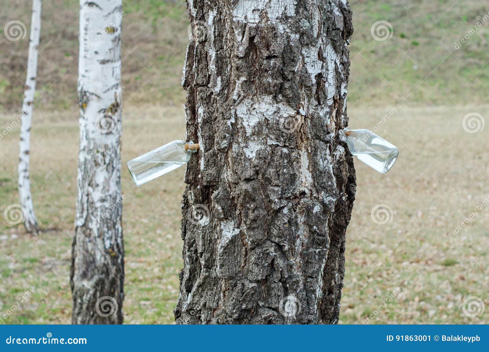 Birch sap stock image. Image of liquid, outdoors, craft - 91863001
