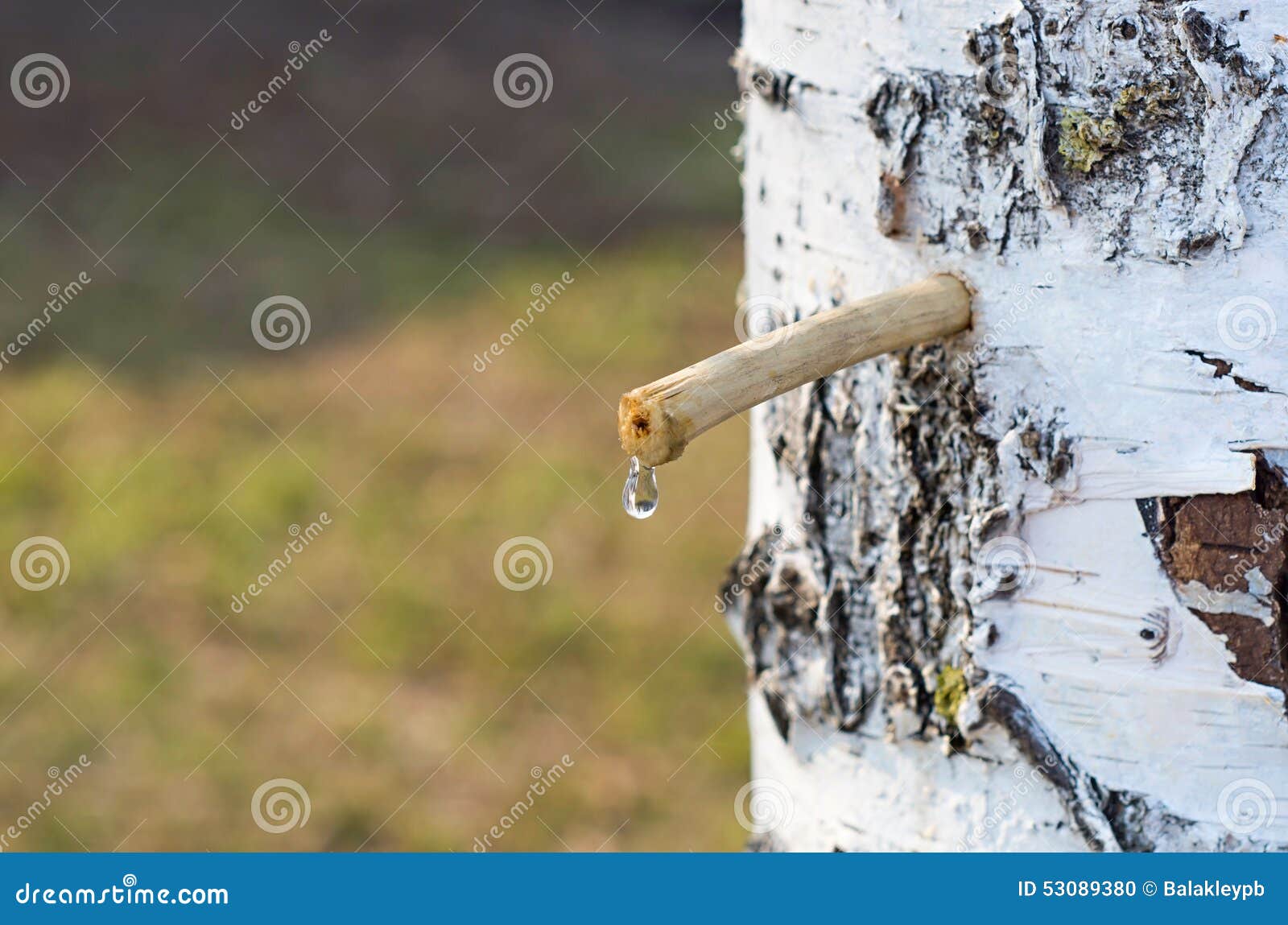 Birch sap stock photo. Image of plant, liquid, close - 53089380