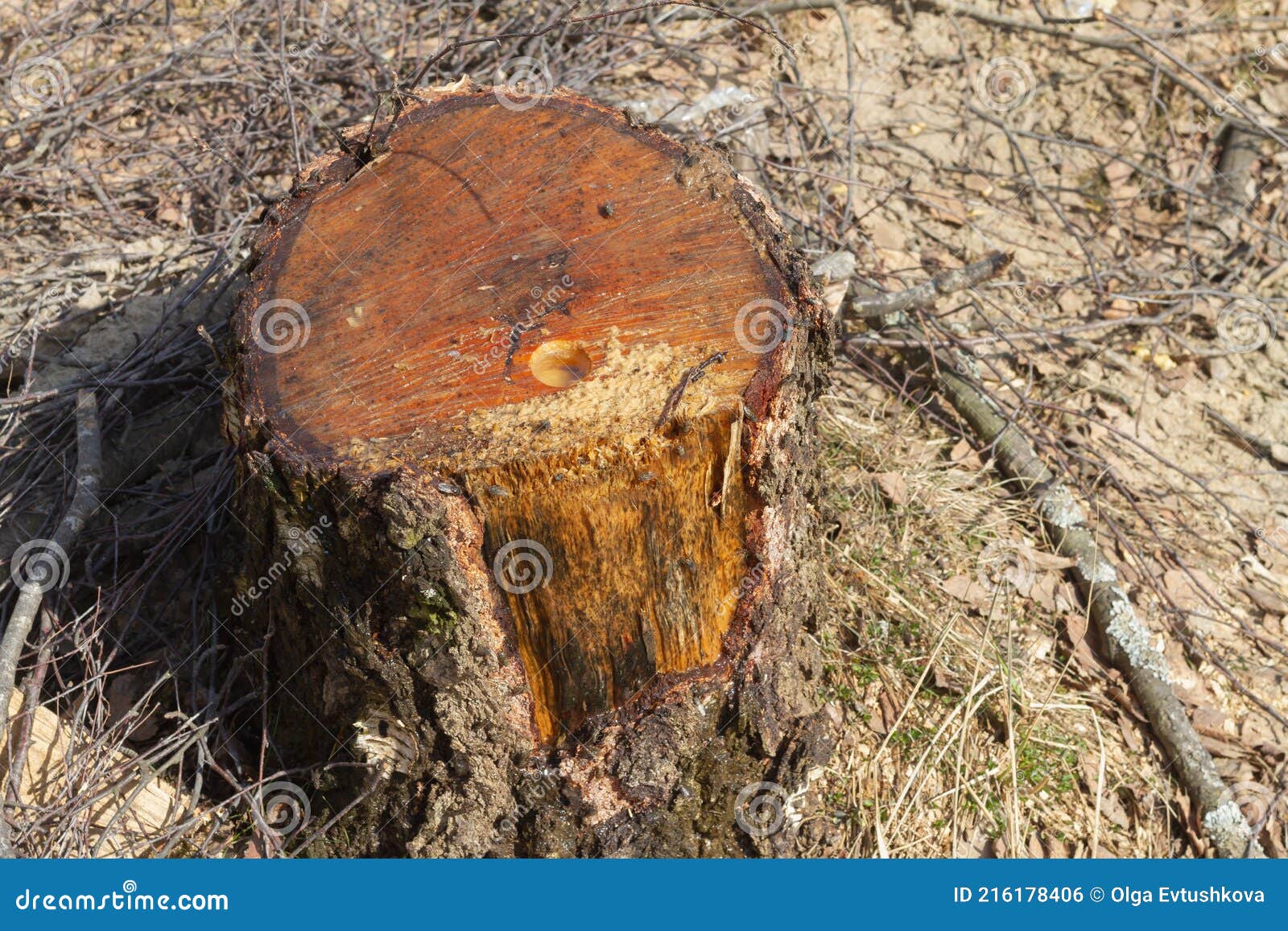 Birch Sap Flows from the Stump of a Felled Birch Tree in the Spring ...