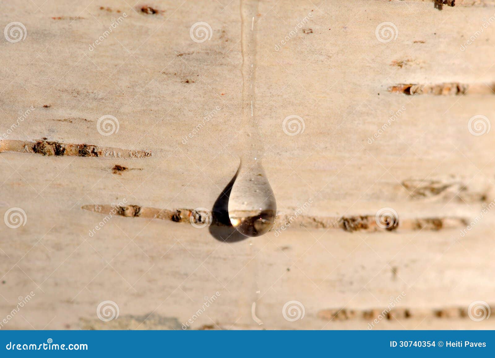 Birch sap stock photo. Image of white, spring, sweet - 30740354