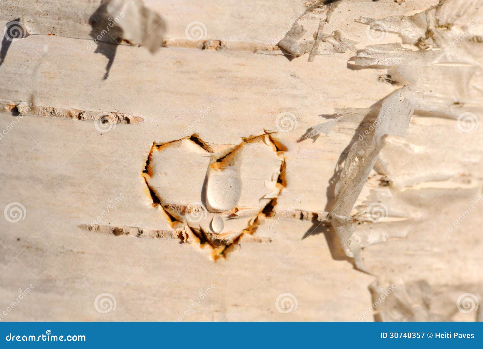 Birch sap stock image. Image of estonia, nature, juice - 30740357