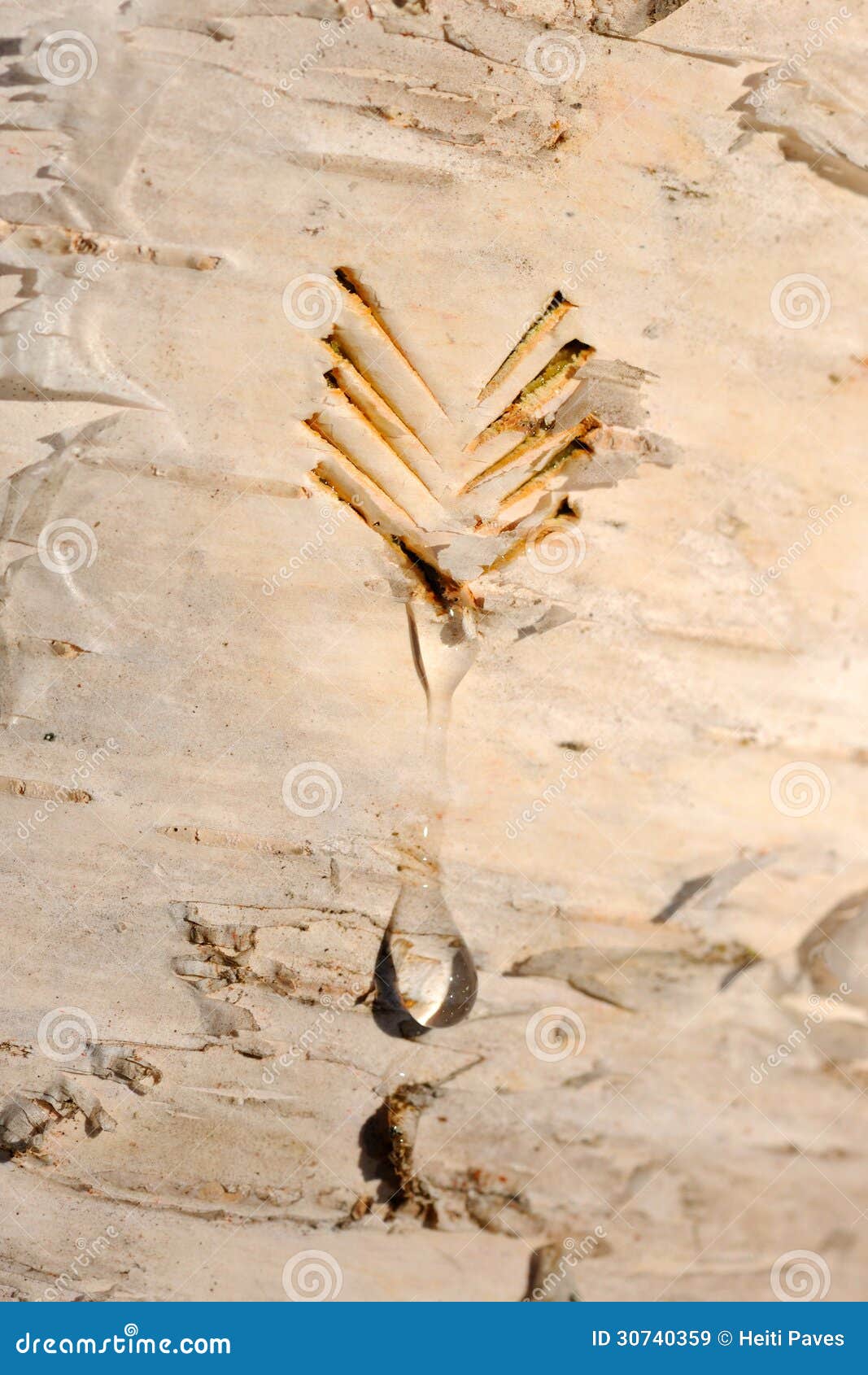 Birch sap stock image. Image of white, stem, drink, tree - 30740359