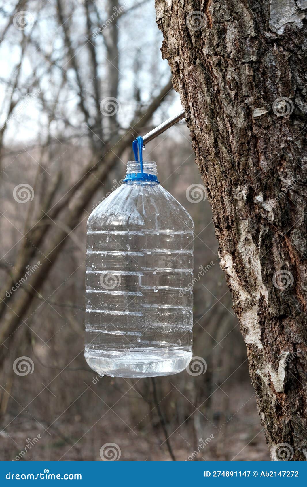 Birch Sap, Liquid Flowing from Trunk of Birch Tree Under the Action of ...