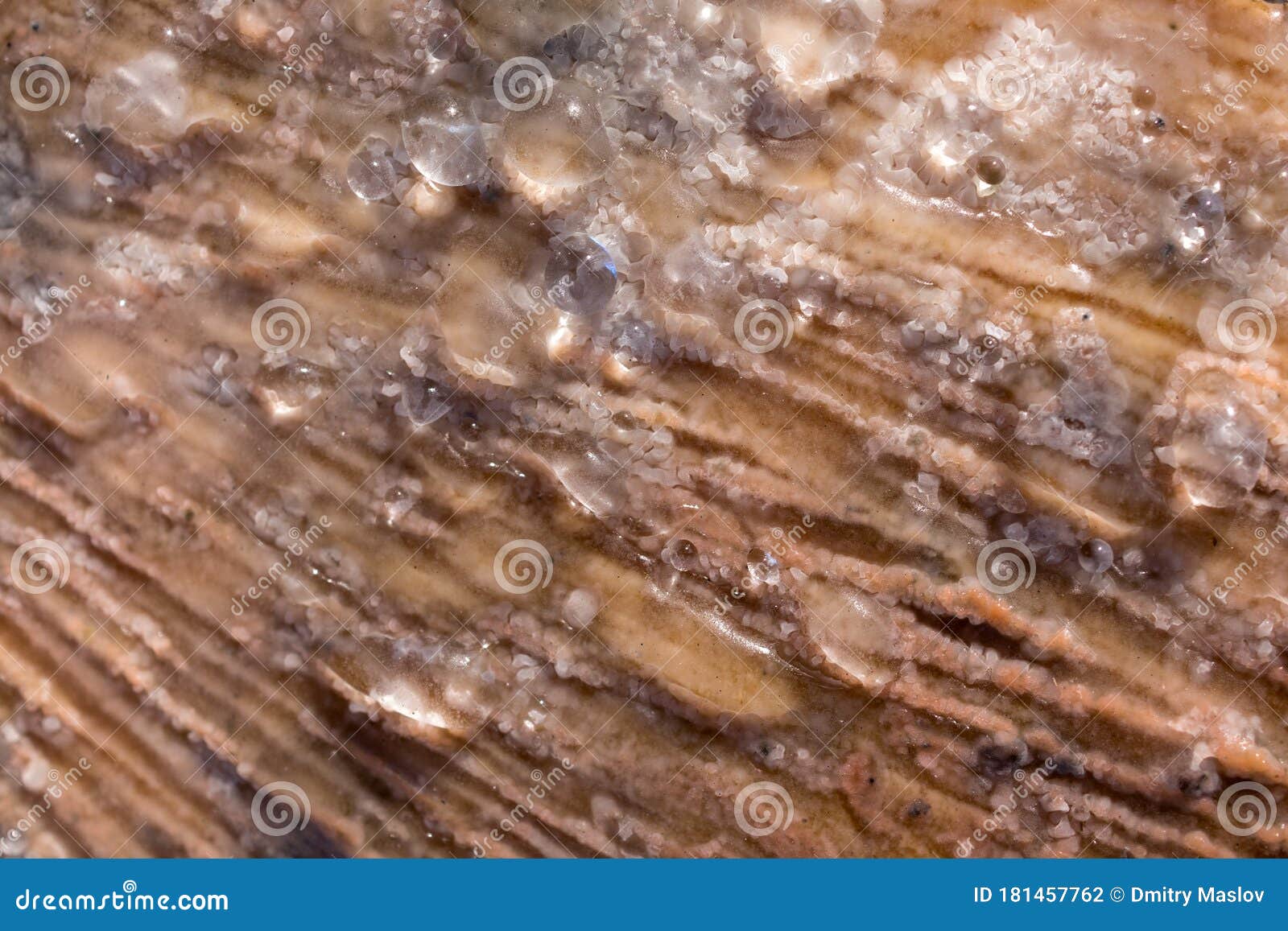 Birch sap on a tree stump stock photo. Image of closeup - 181457762