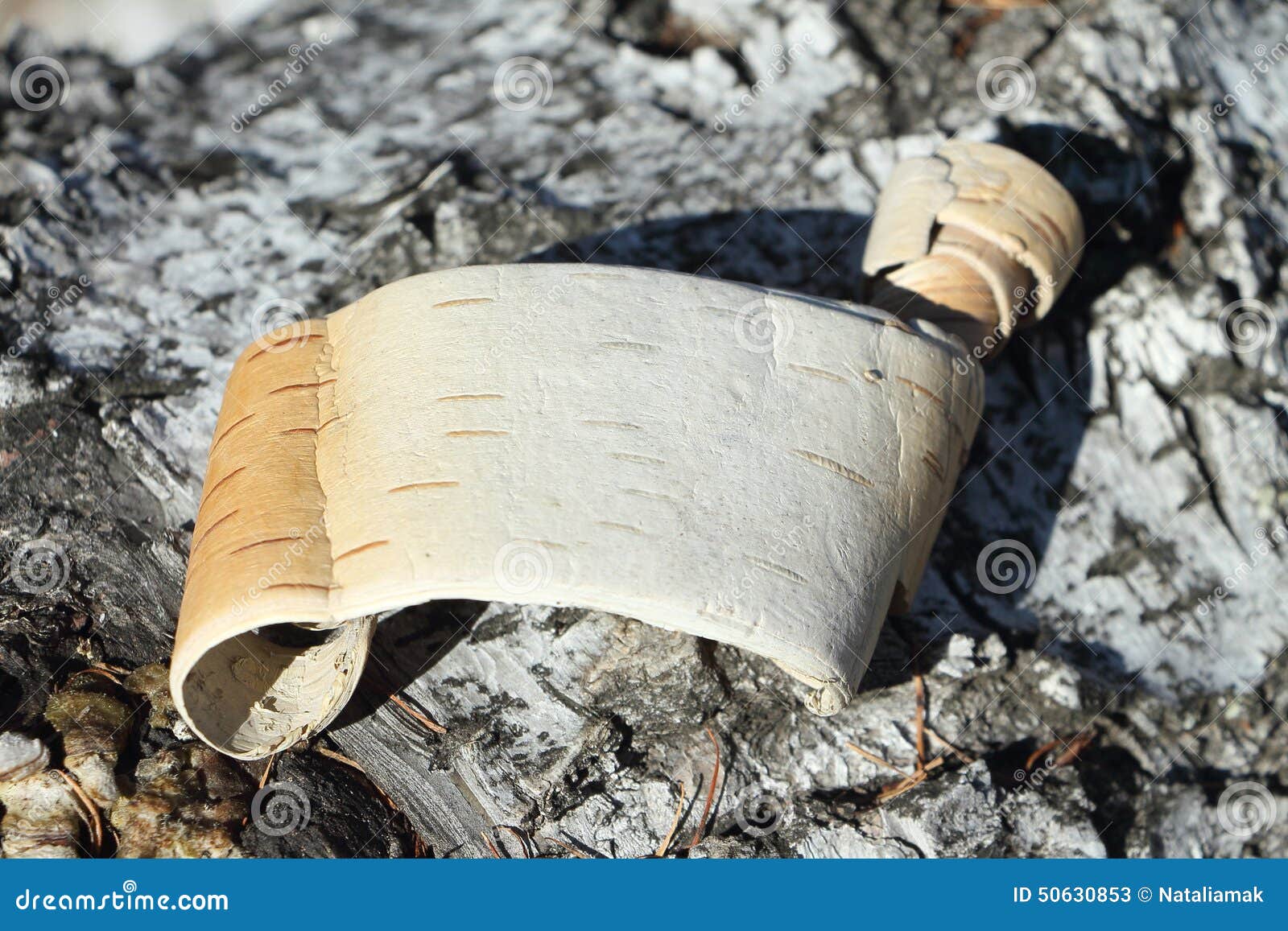 Birch scroll stock image. Image of lying, outdoor, slice - 50630853