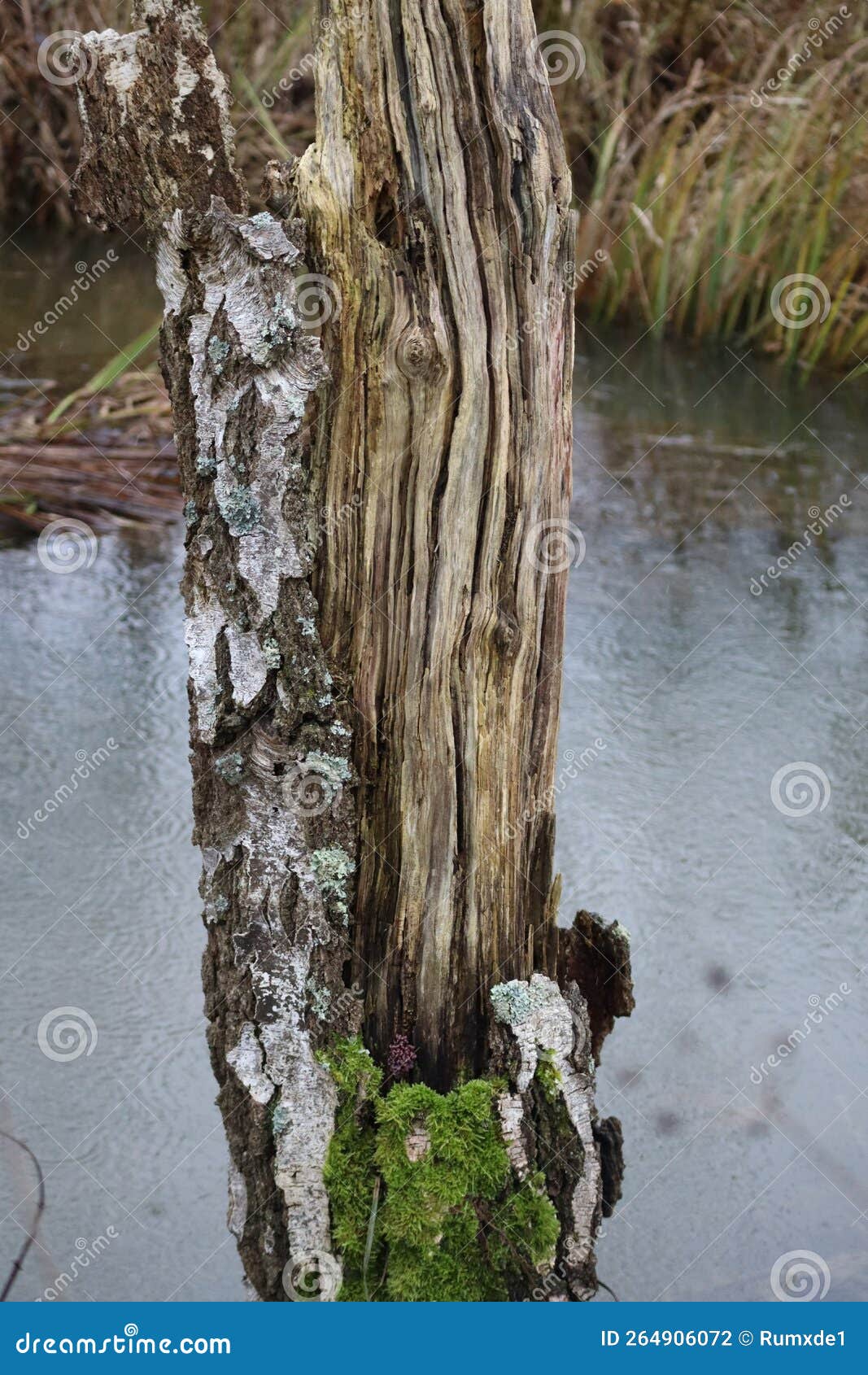 Flooded Brain Stock Photos - Free & Royalty-Free Stock Photos from ...