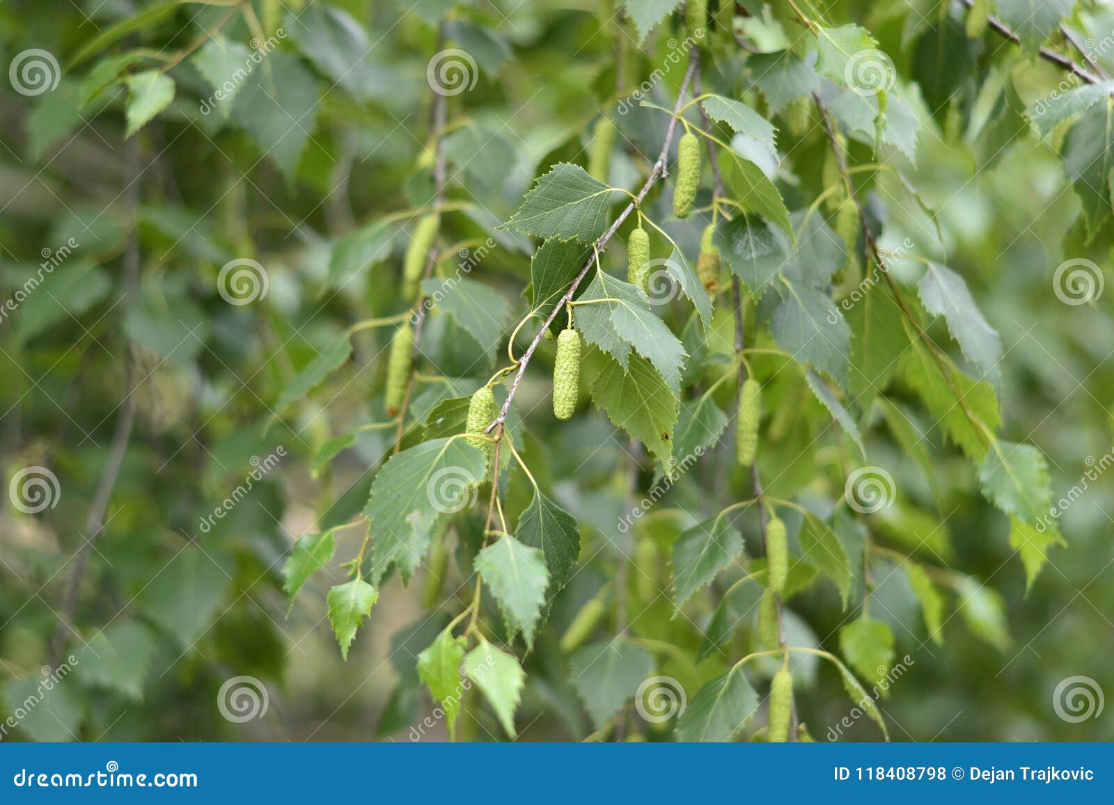 Birch seed pods stock photo. Image of nature, macro - 118408798