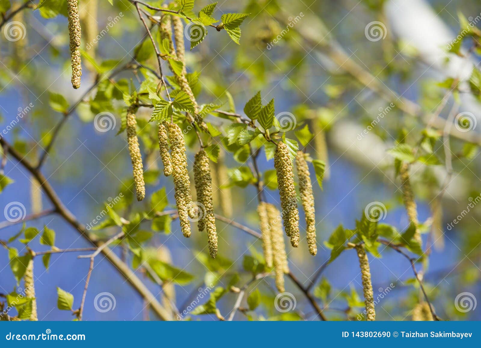 Birch Seed Pods on the Branch Close Up during Springtime. Stock Photo ...