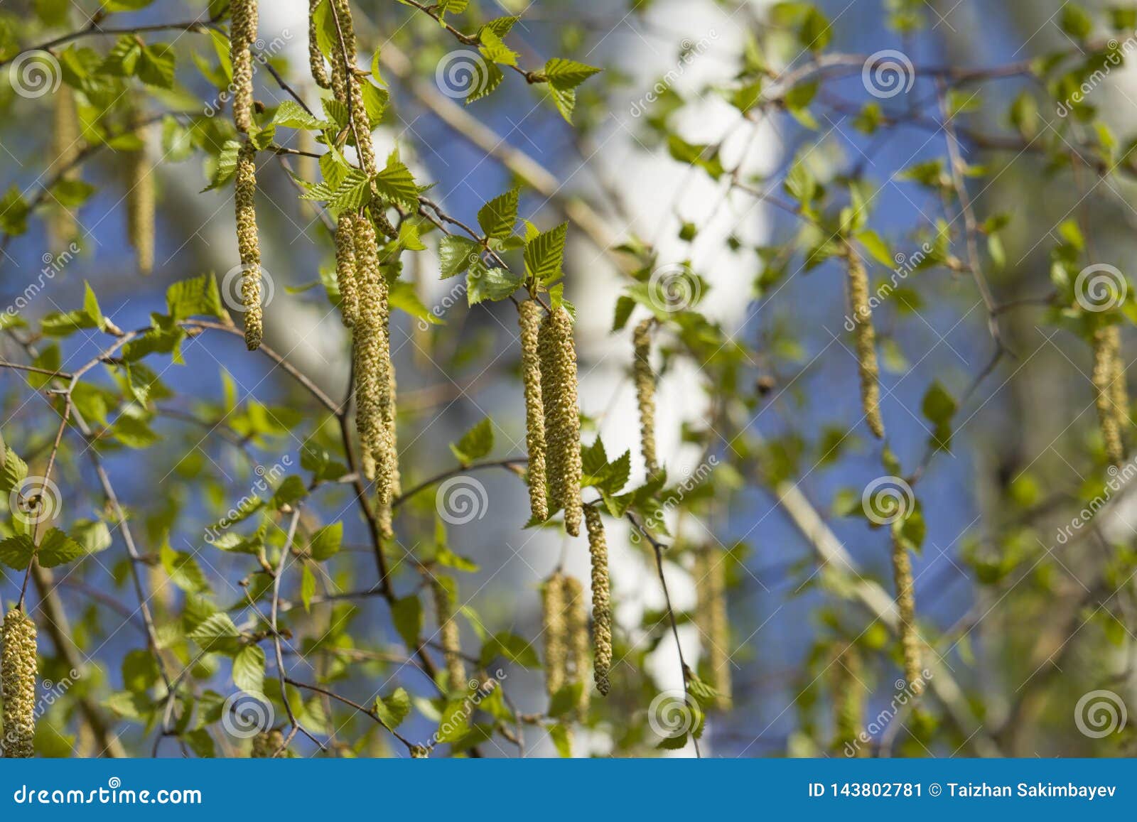 Birch Seed Pods on the Branch Close Up during Springtime. Stock Image ...