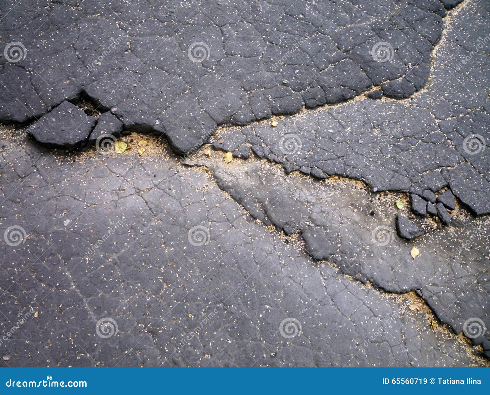 Birch seeds on asphalt stock image. Image of seed, nature - 65560719