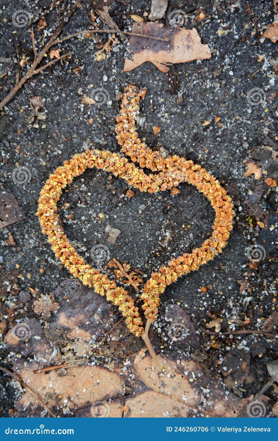 Birch Seeds in the Shape of a Heart on the Ground. Spring Concept Stock ...