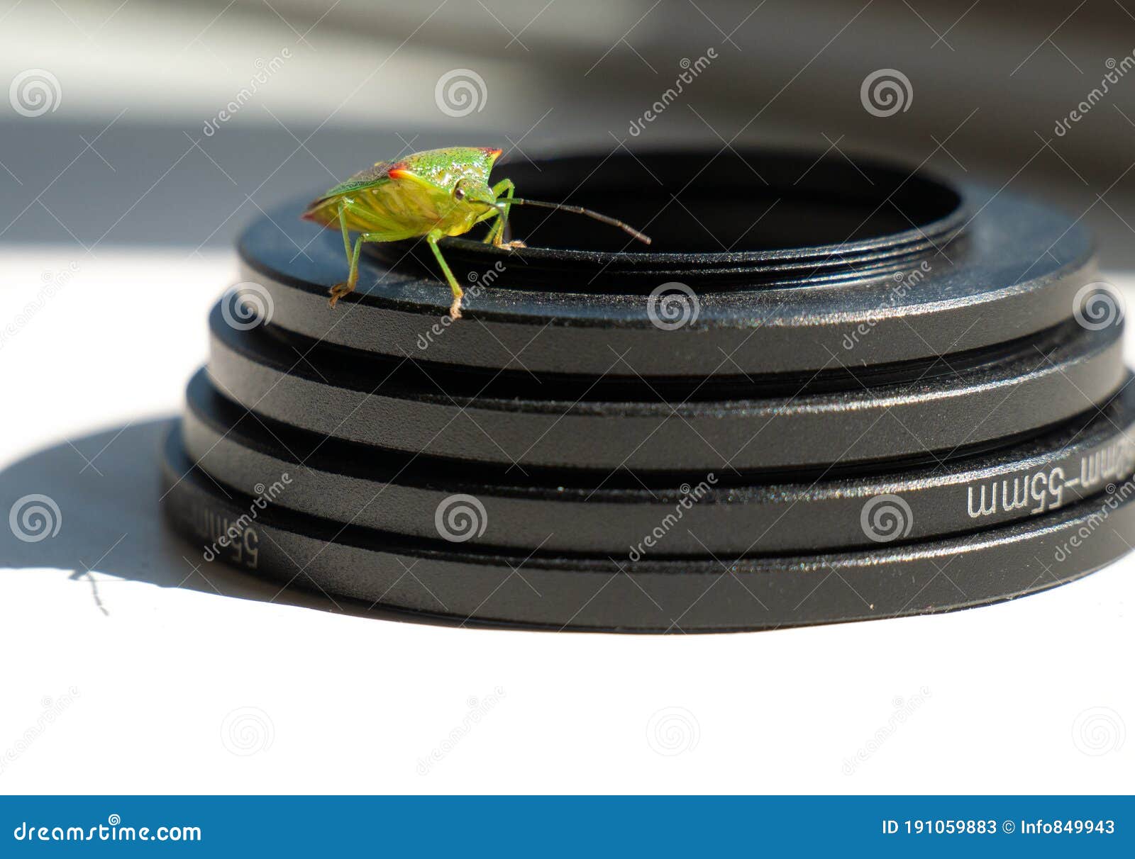 Birch Shieldbug Stink Bug on Lens Ring Stock Image - Image of shield ...