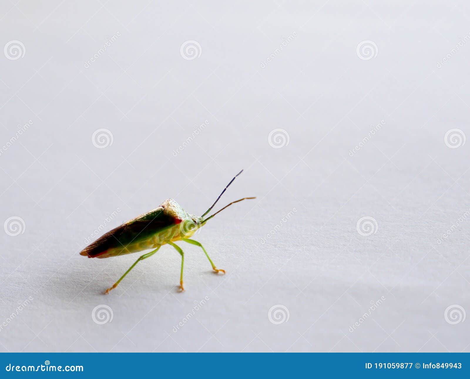 Birch Shieldbug Stink Bug Stood on White Background Stock Image - Image ...