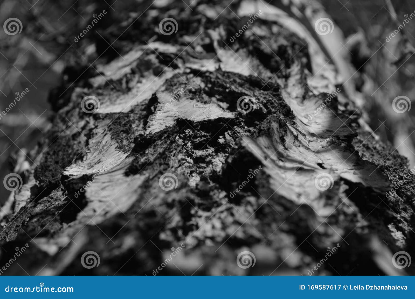 Birch skin black and white stock image. Image of tree - 169587617