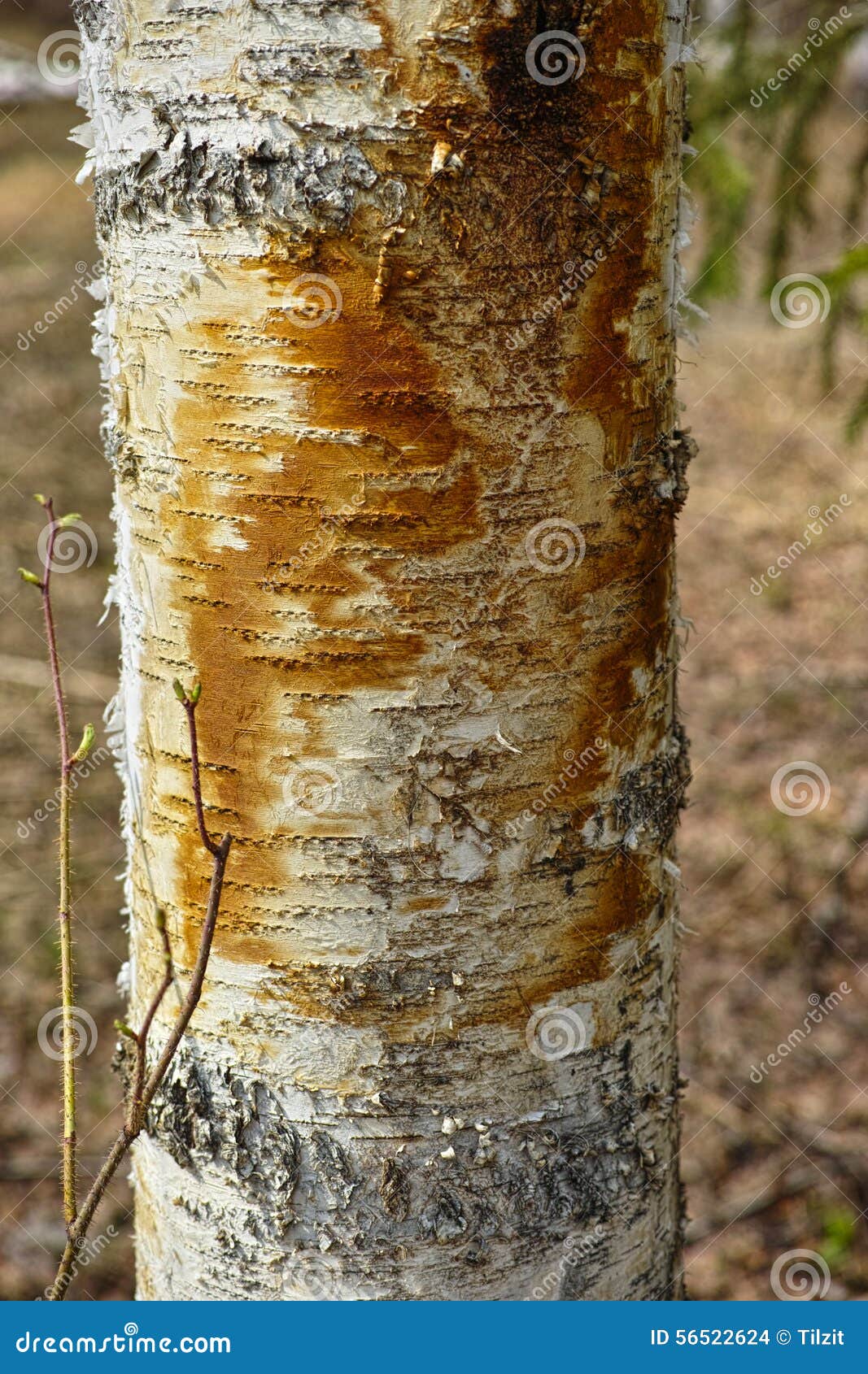 Birch skin stock photo. Image of holes, pechora, pattern - 56522624