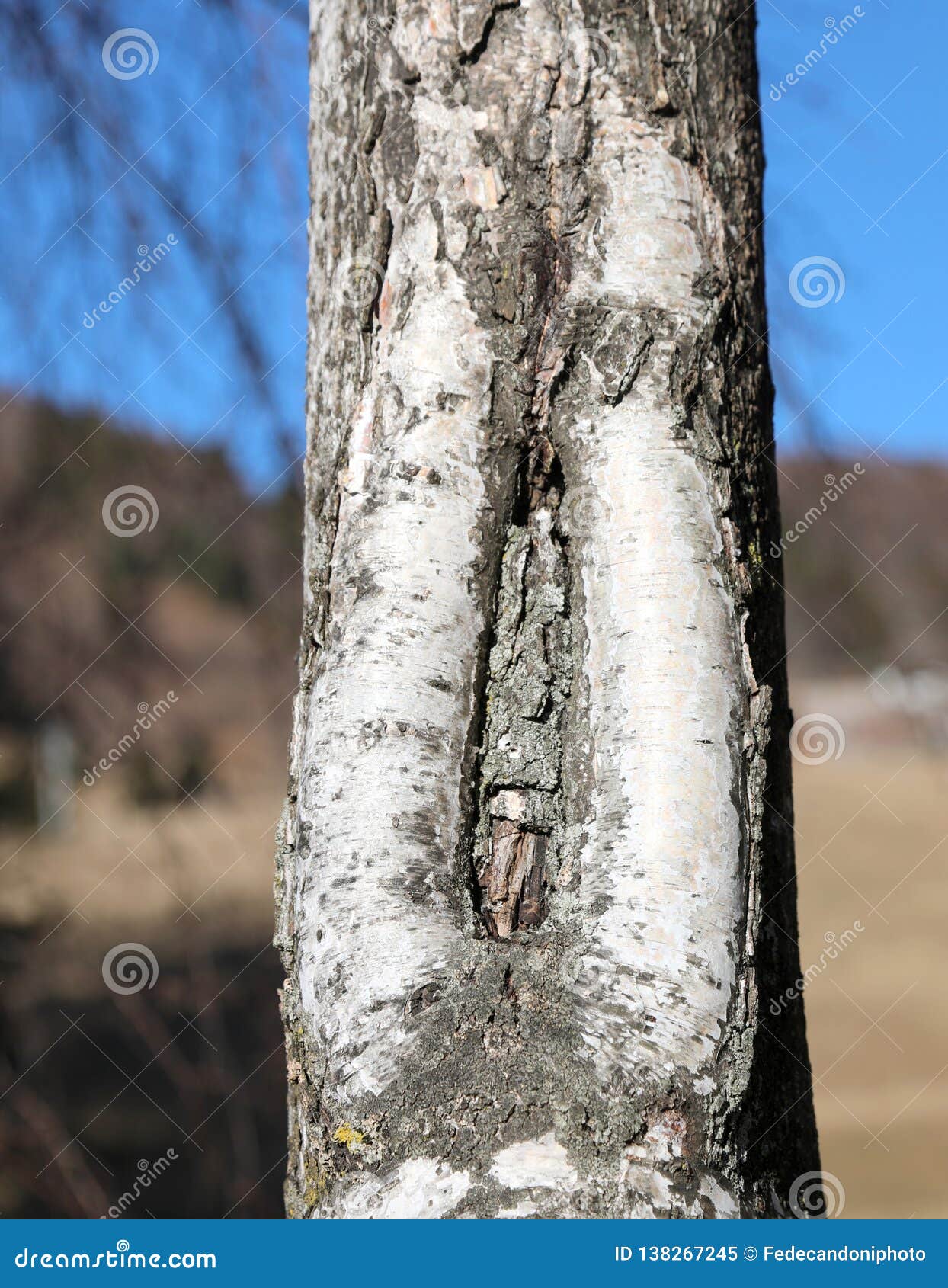 Birch with the Slit in the Cortex with the Shape Like a Vagina Stock ...