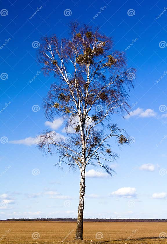 Birch (spring) stock photo. Image of morning, deciduous - 22530312