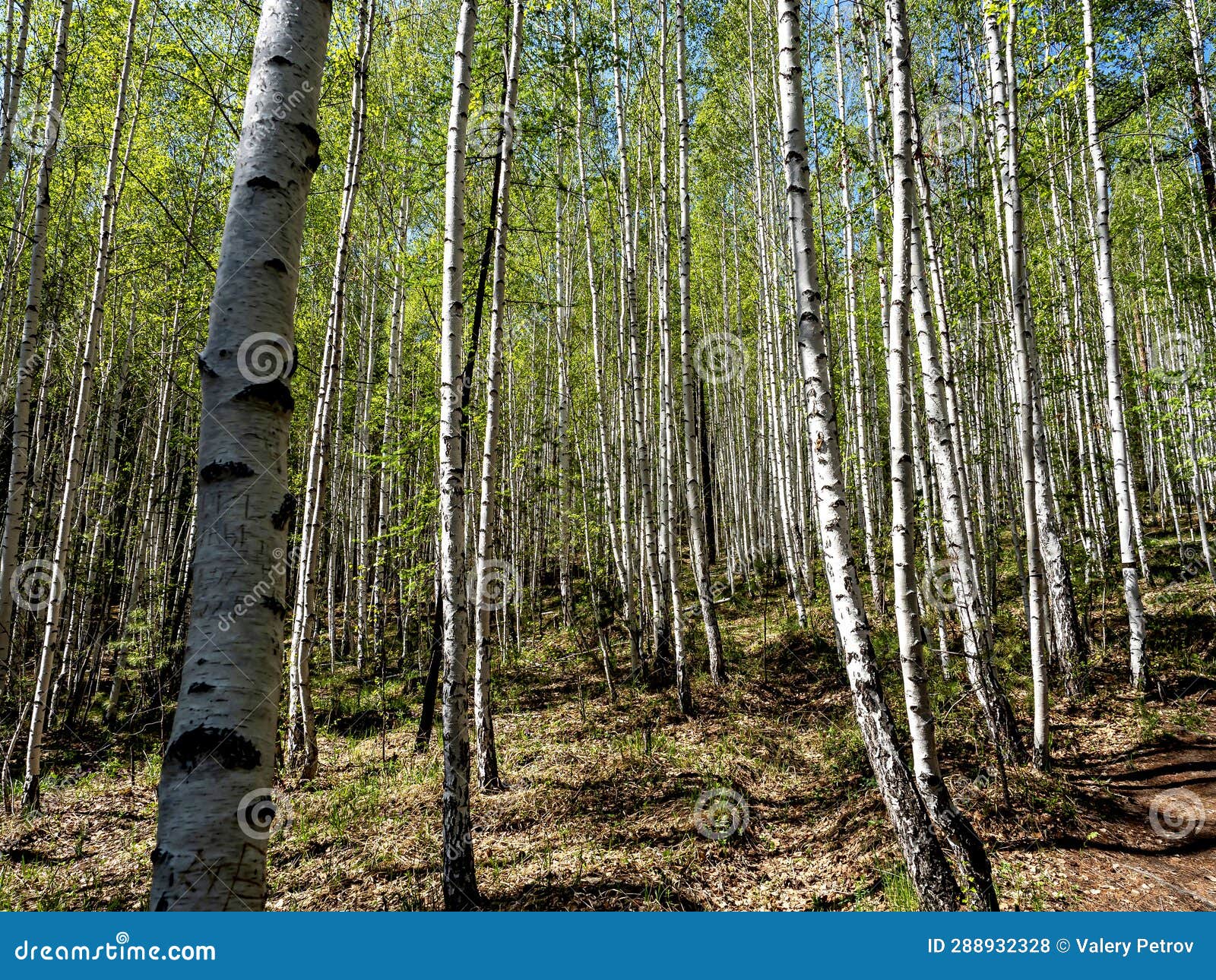 Birch Spring Forest Illuminated by the Morning Sun Stock Photo - Image ...