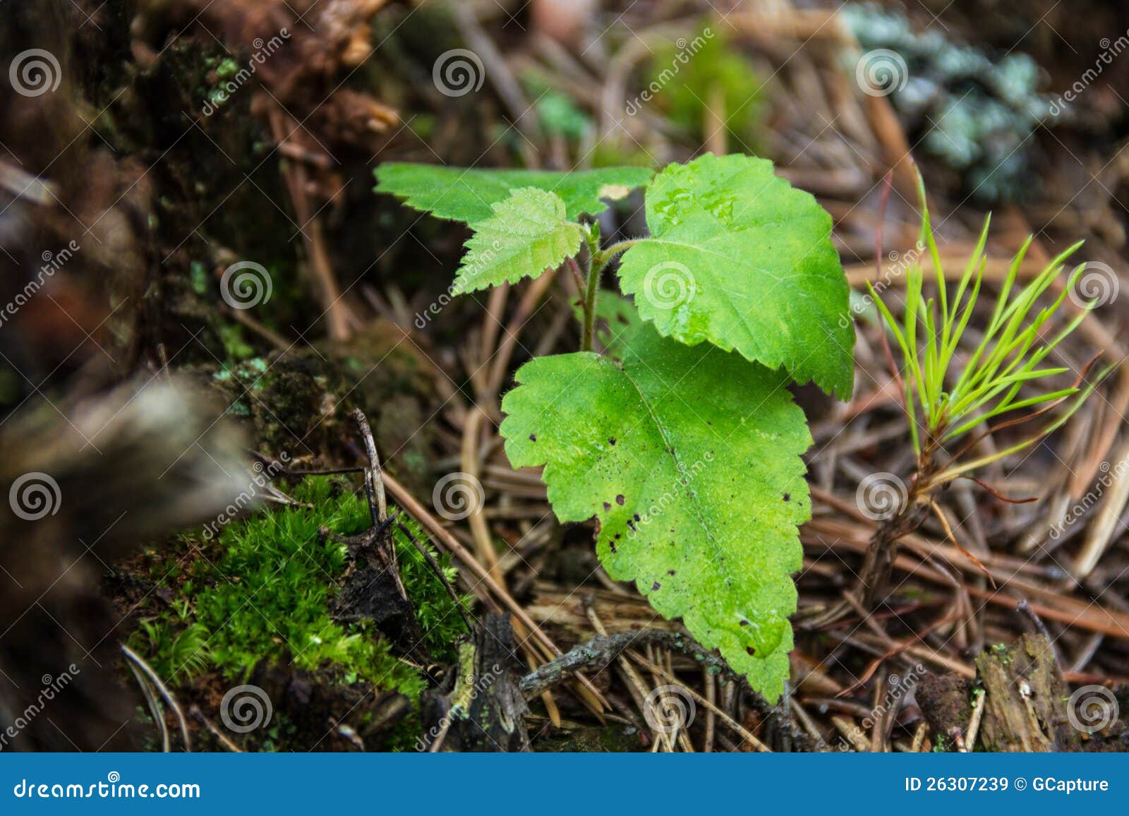 Birch sprout stock image. Image of life, background, leaf - 26307239