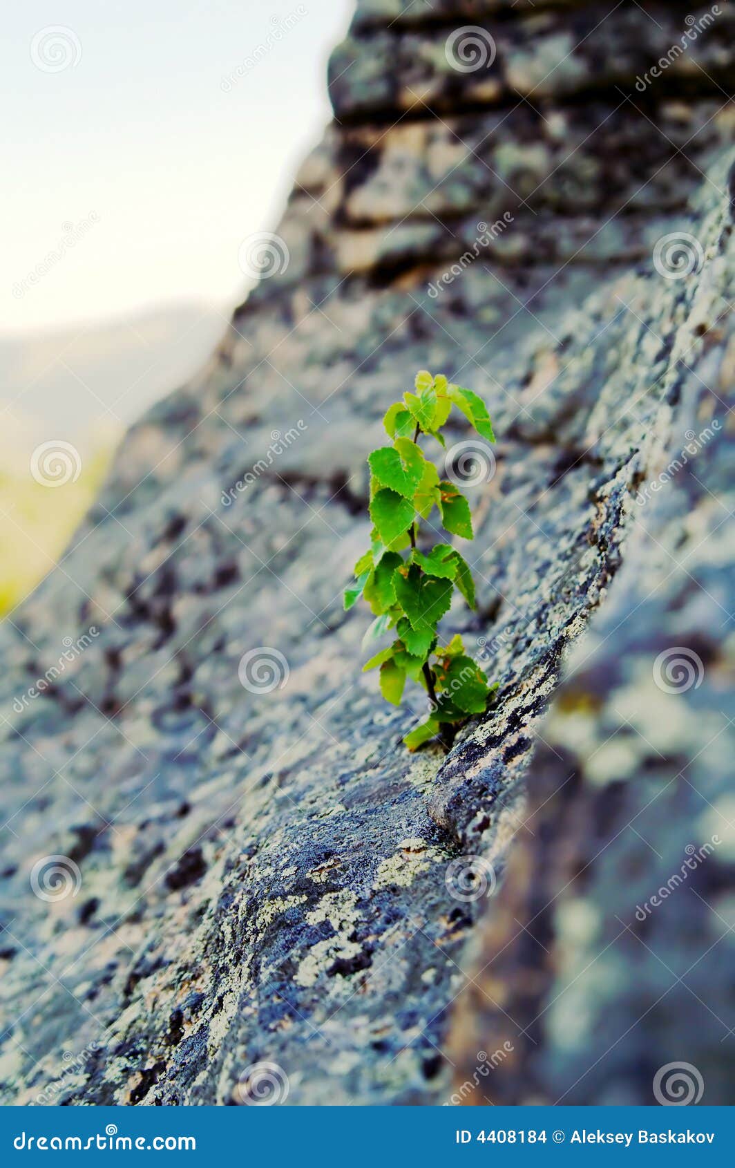 Birch Sprout Picture. Image: 4408184